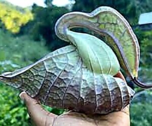 The Surprising Benefits of Duck Flower: A Beginner’s Guide ...